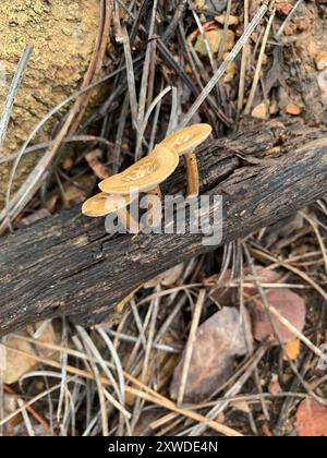 Spring Polypore (Lentinus arcularius) Fungi Stock Photo - Alamy