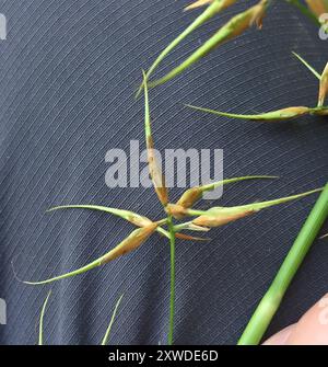 short-bristled horned beaksedge (Rhynchospora corniculata) Plantae ...
