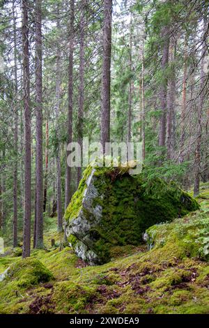 Deep forest scene in Bergslagen, Sweden Stock Photo - Alamy