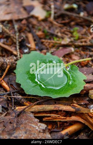 dew droplet damp moisture forest drop drip drops seeping sopping drips ...
