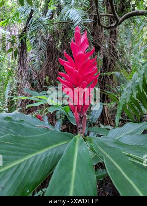 Red Ginger (Alpinia purpurata) Plantae Stock Photo - Alamy