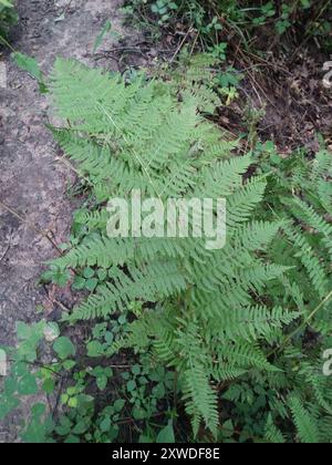 Athyrium sect. Athyrium (Athyrium) Plantae Stock Photo - Alamy