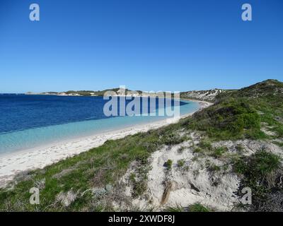 Branch Capespinach (Trachyandra divaricata) Plantae Stock Photo - Alamy