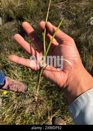 (Triantha occidentalis occidentalis) Plantae Stock Photo - Alamy