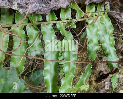 Broad Sword Fern (Nephrolepis biserrata) Plantae Stock Photo - Alamy