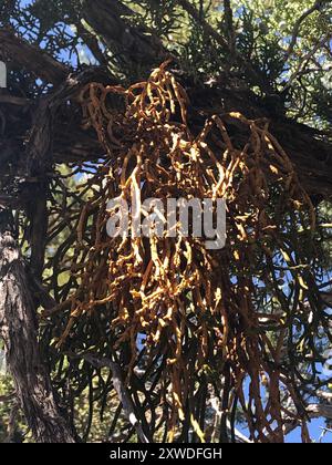 Juniper Mistletoe (Phoradendron juniperinum) Plantae Stock Photo - Alamy
