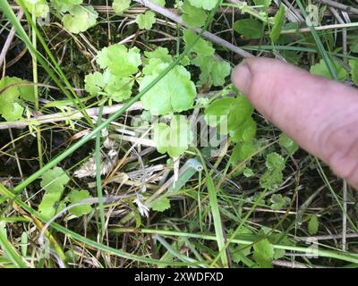 American Water-pennywort (Hydrocotyle americana) Plantae Stock Photo ...