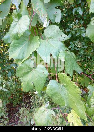 riverbank grape (Vitis riparia) Plantae Stock Photo - Alamy
