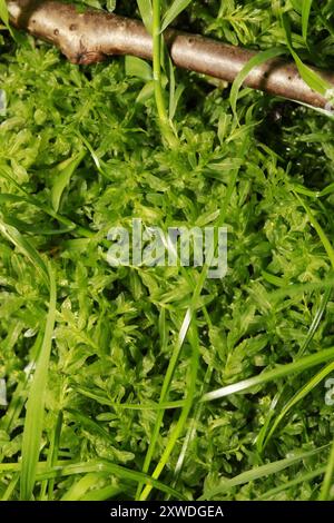 Palm-tree Moss (Plagiomnium undulatum) Plantae Stock Photo - Alamy