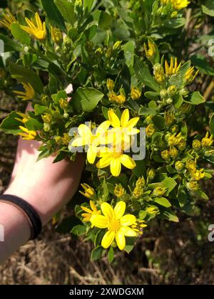 Bietou (Osteospermum moniliferum) Plantae Stock Photo - Alamy