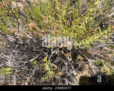 turpentine bush (Ericameria laricifolia) Plantae Stock Photo - Alamy