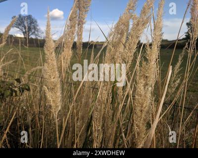 Bushgrass (Calamagrostis epigejos) Plantae Stock Photo - Alamy