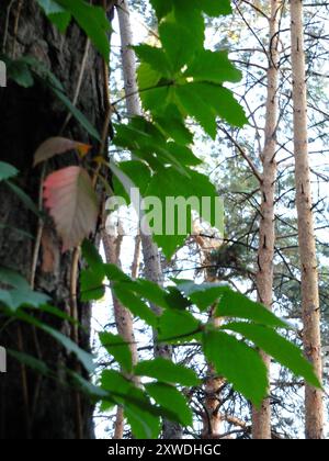 thicket creeper (Parthenocissus inserta) Plantae Stock Photo - Alamy