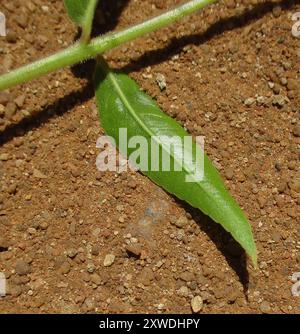 Kirkia (Kirkia acuminata) Plantae Stock Photo - Alamy