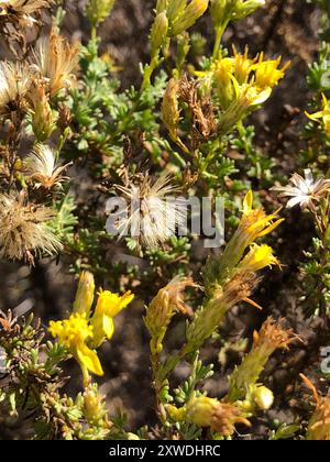 California Goldenbush (Ericameria ericoides) Plantae Stock Photo - Alamy