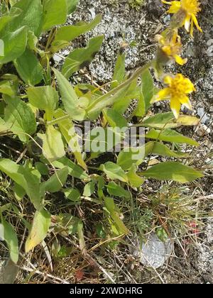 Tall western groundsel (Senecio integerrimus) Plantae Stock Photo - Alamy