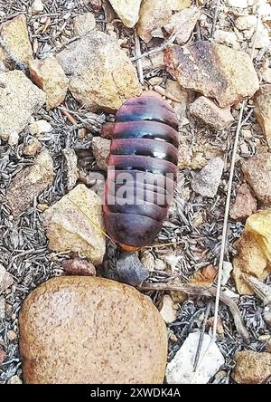 Cape Mountain Cockroach (Aptera fusca) Insecta Stock Photo - Alamy