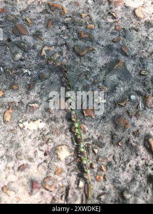 Thin Paspalum (Paspalum setaceum) Plantae Stock Photo - Alamy