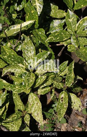 Japanese aucuba (Aucuba japonica) Plantae Stock Photo - Alamy