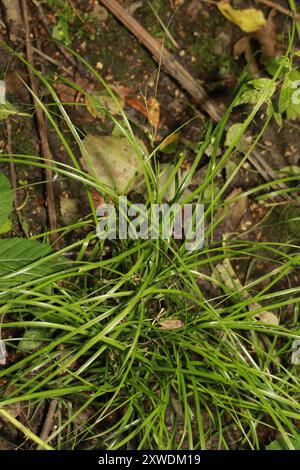 Remote Sedge - Carex remota Stock Photo - Alamy