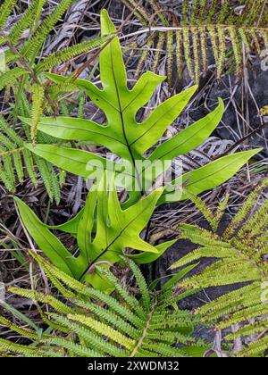 monarch fern (Microsorum scolopendria) Plantae Stock Photo - Alamy