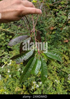 fire cherry (Prunus pensylvanica) Plantae Stock Photo - Alamy