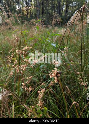 woolgrass (Scirpus cyperinus) Plantae Stock Photo - Alamy