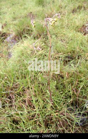 Marsh Ragwort (Jacobaea aquatica) Plantae Stock Photo - Alamy