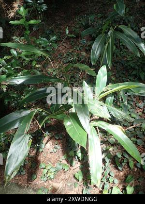 Shell ginger (Alpinia zerumbet) Plantae Stock Photo - Alamy