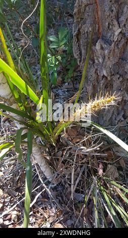 Spiny-headed Mat-rush (Lomandra longifolia) Plantae Stock Photo - Alamy