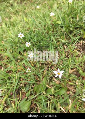 Blue Pigroot (Sisyrinchium micranthum), Plantae, Windsor Forest ...