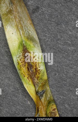Bluebell rust (Uromyces hyacinthi) Fungi Stock Photo - Alamy