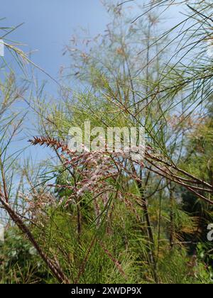 athel tamarisk (Tamarix aphylla), Plantae, Lienzo Charro, La Paz, B.C.S ...