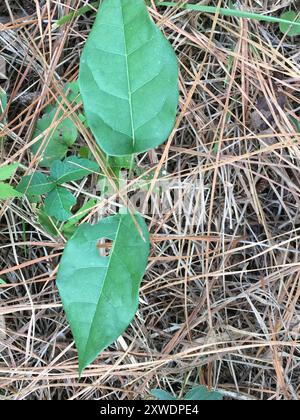 cross vine (Bignonia capreolata) Plantae Stock Photo - Alamy