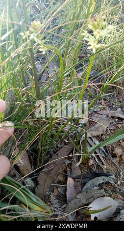 Creamy Candles (Stackhousia monogyna) Plantae Stock Photo - Alamy