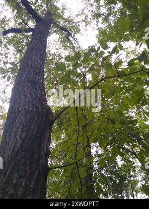 chestnut oak (Quercus montana) Plantae Stock Photo - Alamy