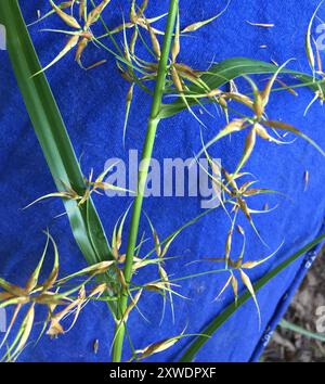 short-bristled horned beaksedge (Rhynchospora corniculata) Plantae ...