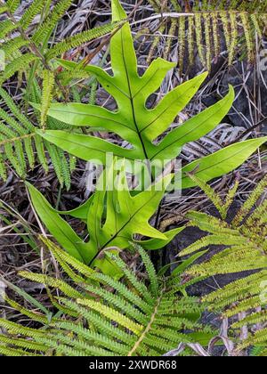 monarch fern (Microsorum scolopendria) Plantae Stock Photo - Alamy