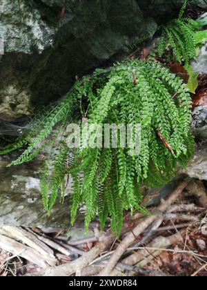 green spleenwort (Asplenium viride) Plantae Stock Photo - Alamy