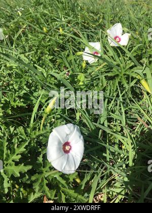 Alamo vine (Distimake dissectus) Plantae Stock Photo - Alamy