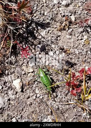 Mormon Cricket (Anabrus simplex) Insecta Stock Photo - Alamy