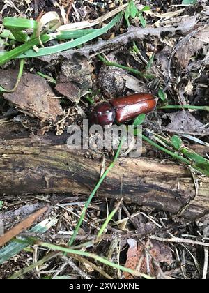 Pole Borer (Neandra brunnea) Insecta Stock Photo - Alamy