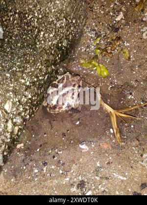 Eastern Spadefoot (Scaphiopus holbrookii) Amphibia Stock Photo - Alamy
