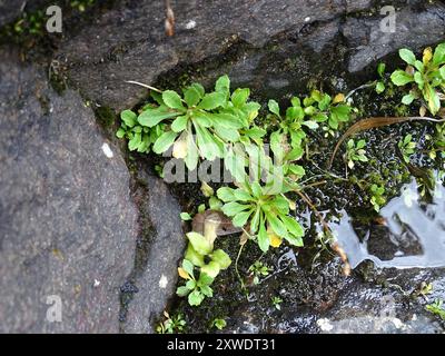 Mistassini Primrose (Primula mistassinica) Plantae Stock Photo - Alamy
