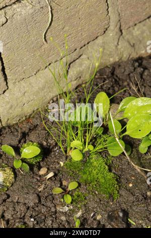 Toad rush (Juncus bufonius) Plantae Stock Photo - Alamy