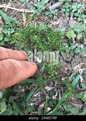 Marsh parsley (Cyclospermum leptophyllum), Plantae, Windsor Forest ...