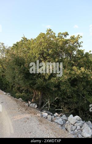 Montpellier Maple (Acer monspessulanum) Plantae Stock Photo - Alamy