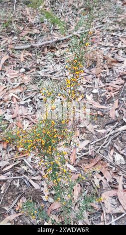 gorse bitter pea (Daviesia ulicifolia) Plantae Stock Photo - Alamy