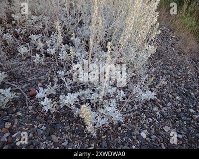Hoary Mugwort (Artemisia stelleriana) Plantae Stock Photo - Alamy