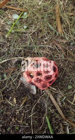 (Clathrus crispus) Fungi Stock Photo - Alamy